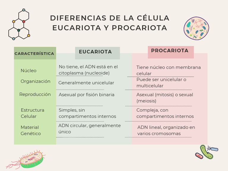 Diferencias Célula Eucariota y Procariota | PDF