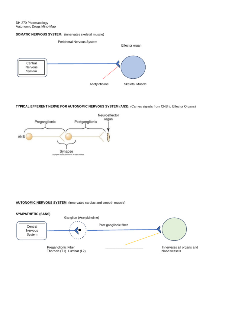 Autonomic Drugs Mind-Map | PDF | Autonomic Nervous System | Acetylcholine