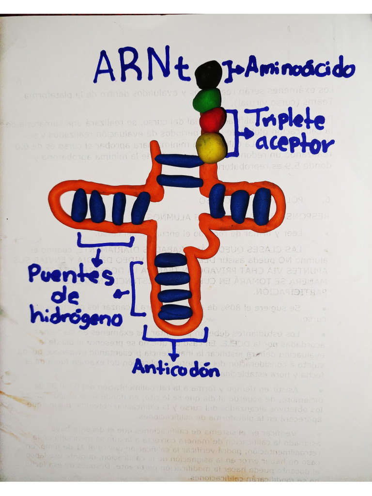 ARNt | PDF