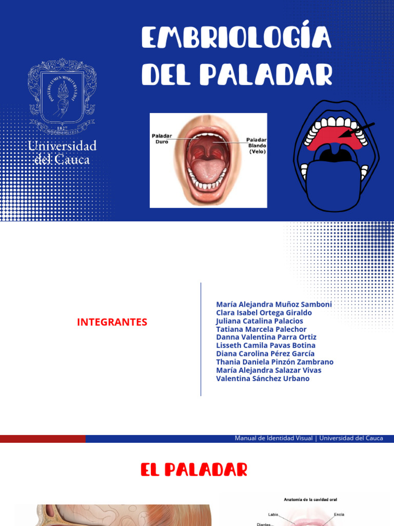 Embriología del Paladar Humano | PDF