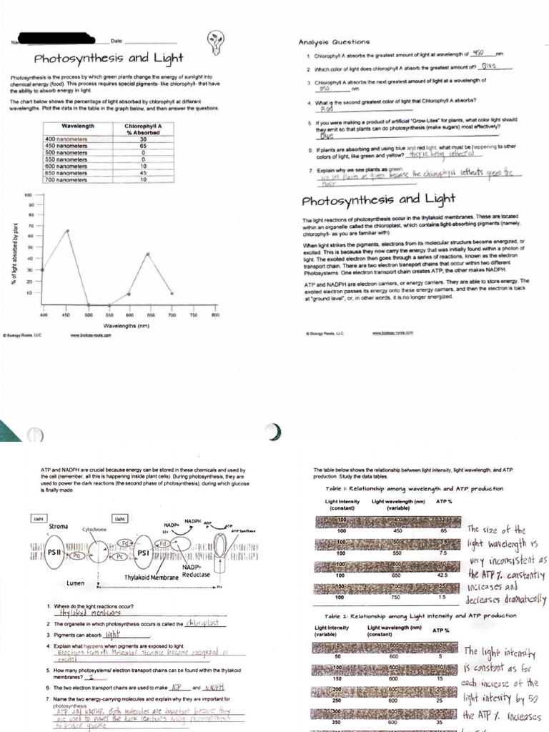 Photosynthesis and Light | PDF | Biology | Photosynthesis