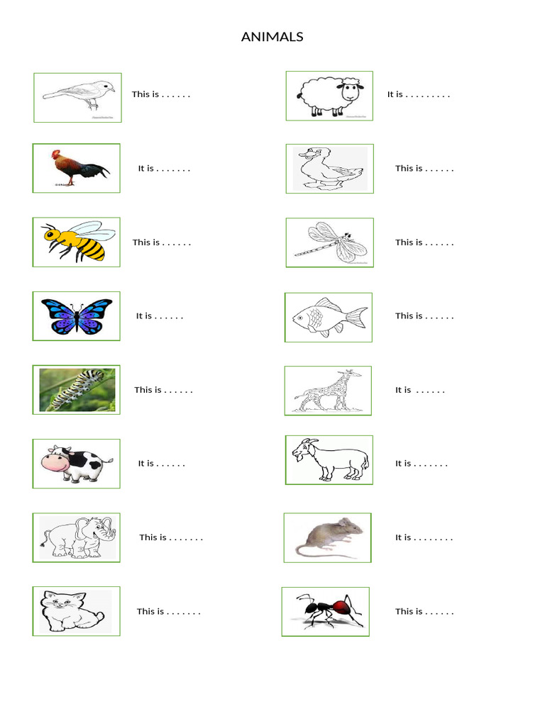 Animal Exercise | PDF