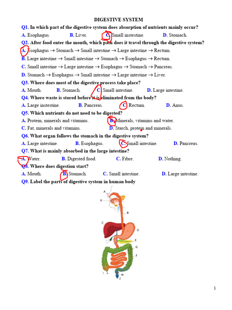 Digestive System Overview and Quiz | PDF | Digestion | Gastrointestinal ...