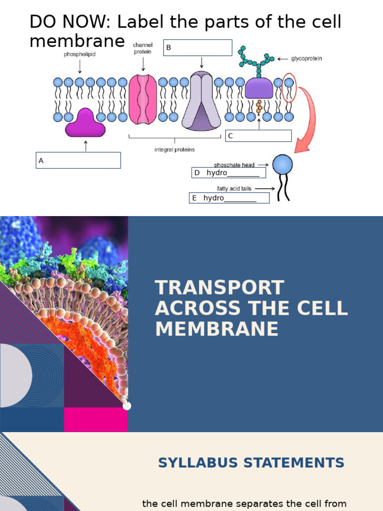 4 Transport Across Cell Membrane | PDF | Cell Membrane | Osmosis