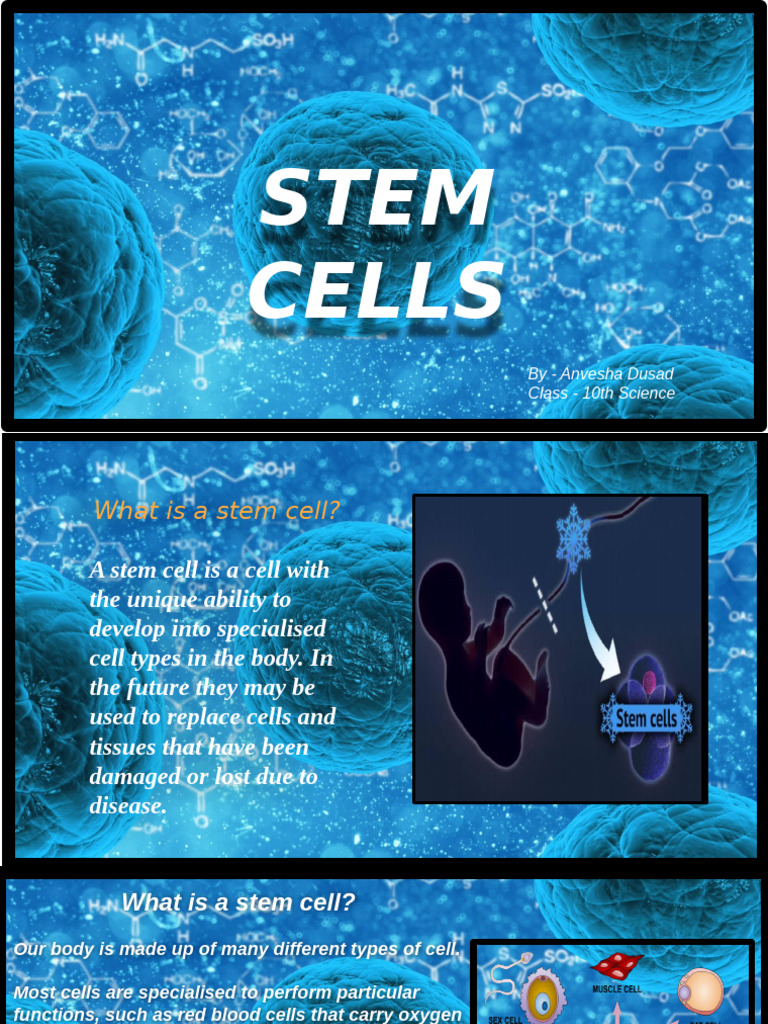 Stem Cells | PDF