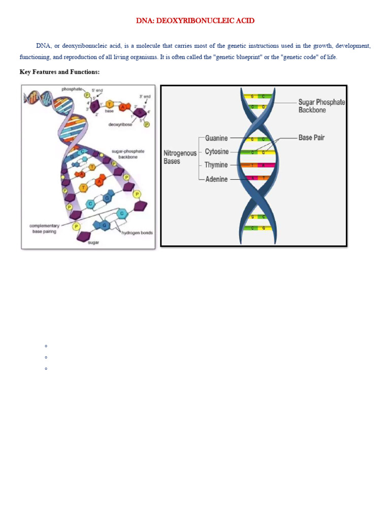 Dna: Deoxyribonucleic Acid: Key Features and Functions | PDF