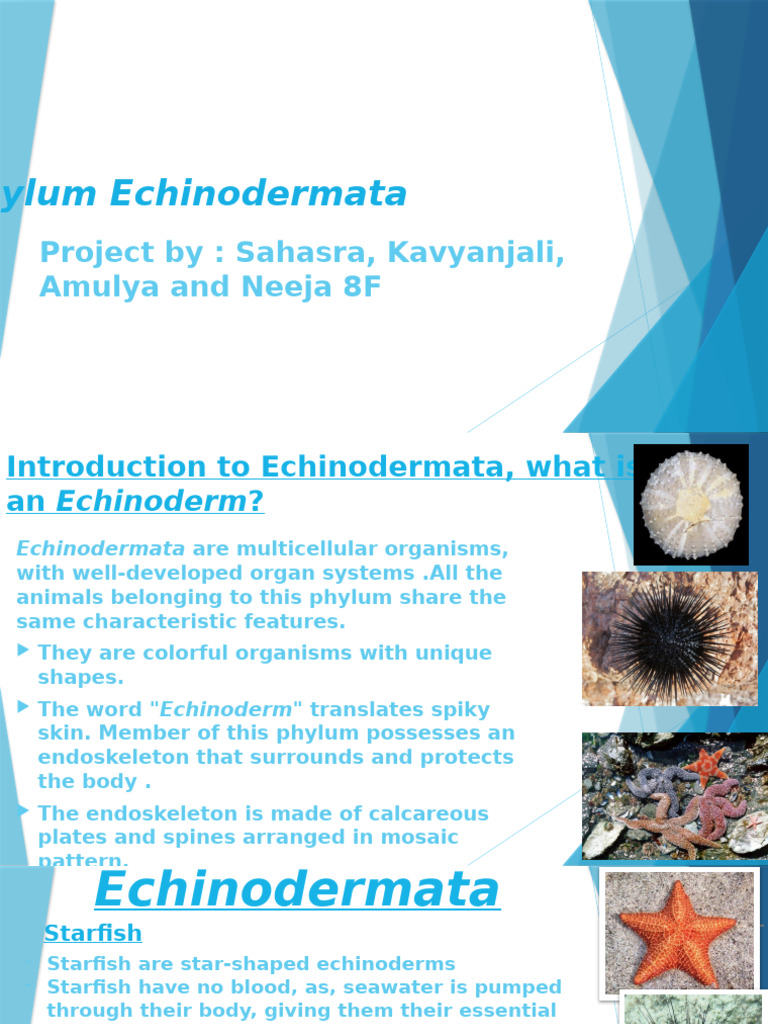 Phylum - Echinodermata-1 | PDF