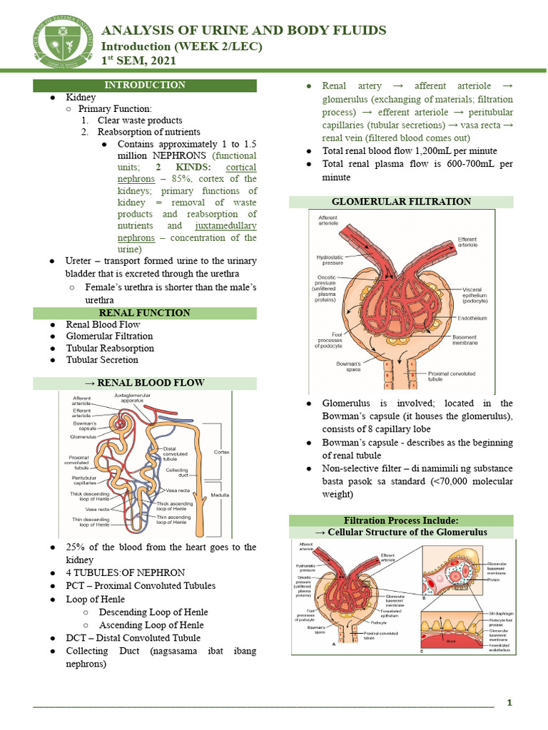 AUBF DAY 1 TRANS | PDF | Kidney | Urinary System