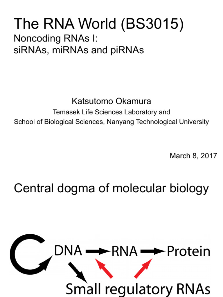 The RNA World 8th Lecture ncRNA | PDF | Micro Rna | Rna Interference