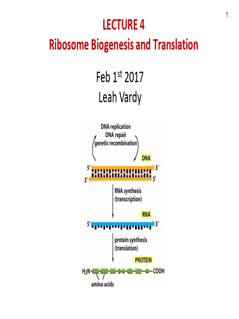 The RNA world 4th Lect Translation Transfer and Ribosomal RNAs LV AY16 ...