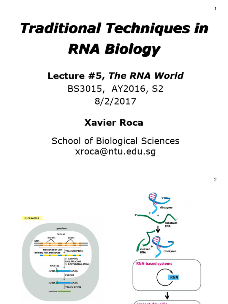 The RNA World 5th Lect Traditional Techniques AY16 2017 | PDF | Rna ...