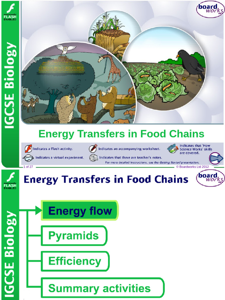 Food Chains & Energy Efficiency | PDF | Food Web | Biomass (Ecology)