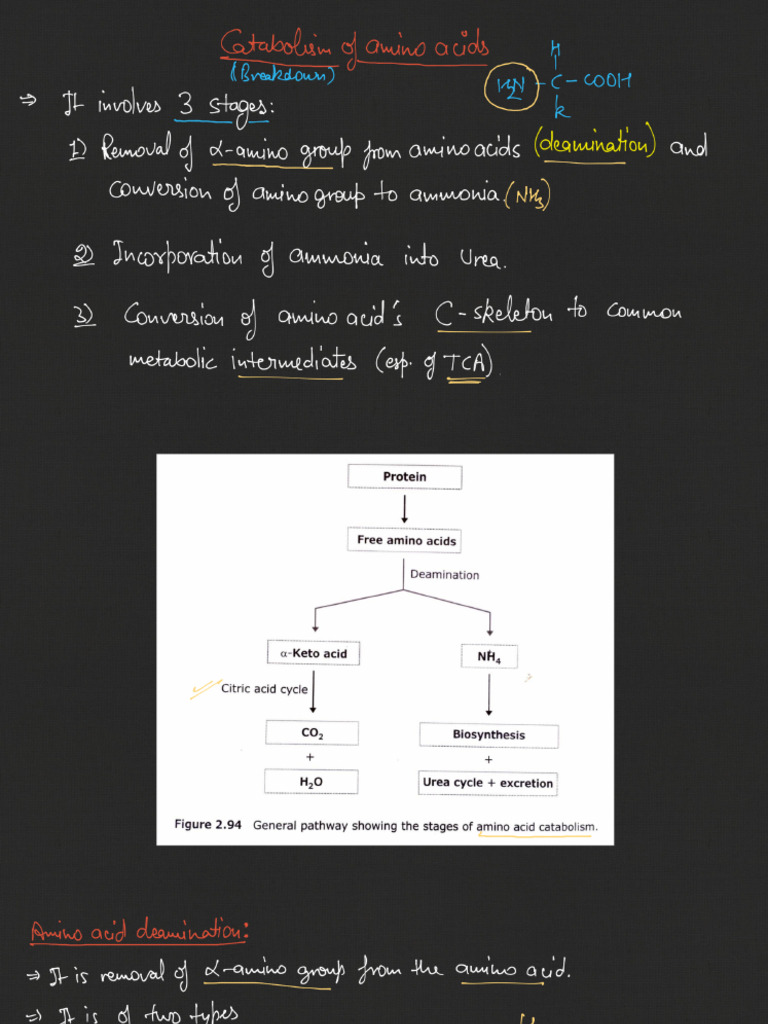 Urea Cycle, - Amino Acid Cat | PDF