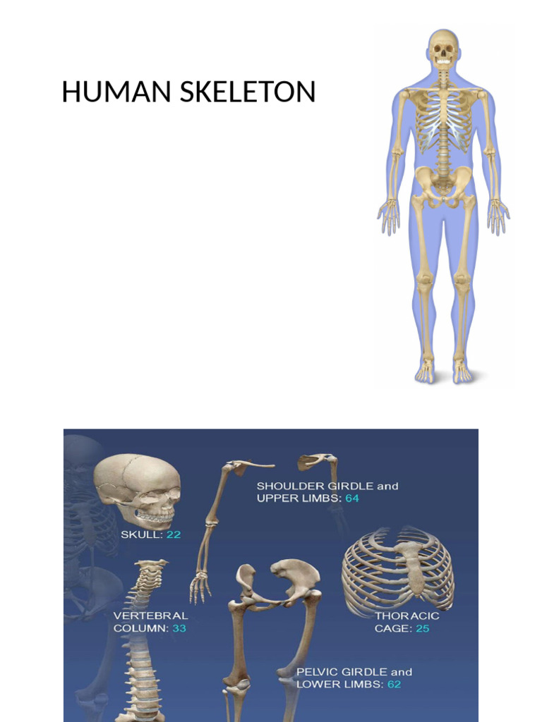 Human Skeleton | PDF