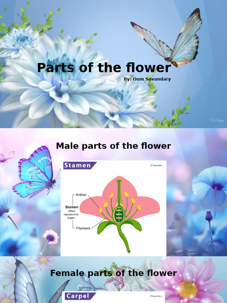 Parts of The Flower | PDF