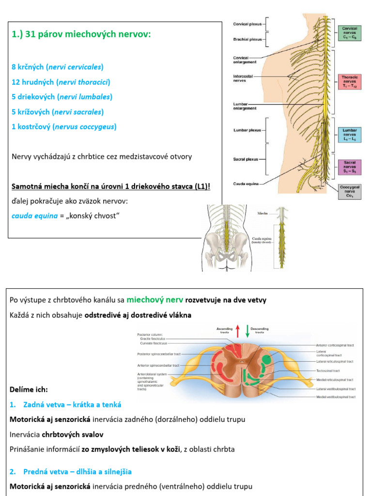 5. nervova sustava – dodatok | PDF