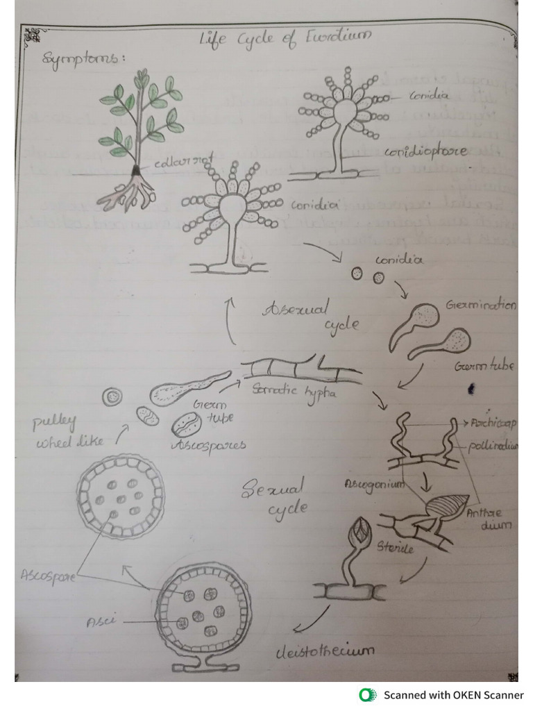 Pathology 6th Exercise Diagram | PDF