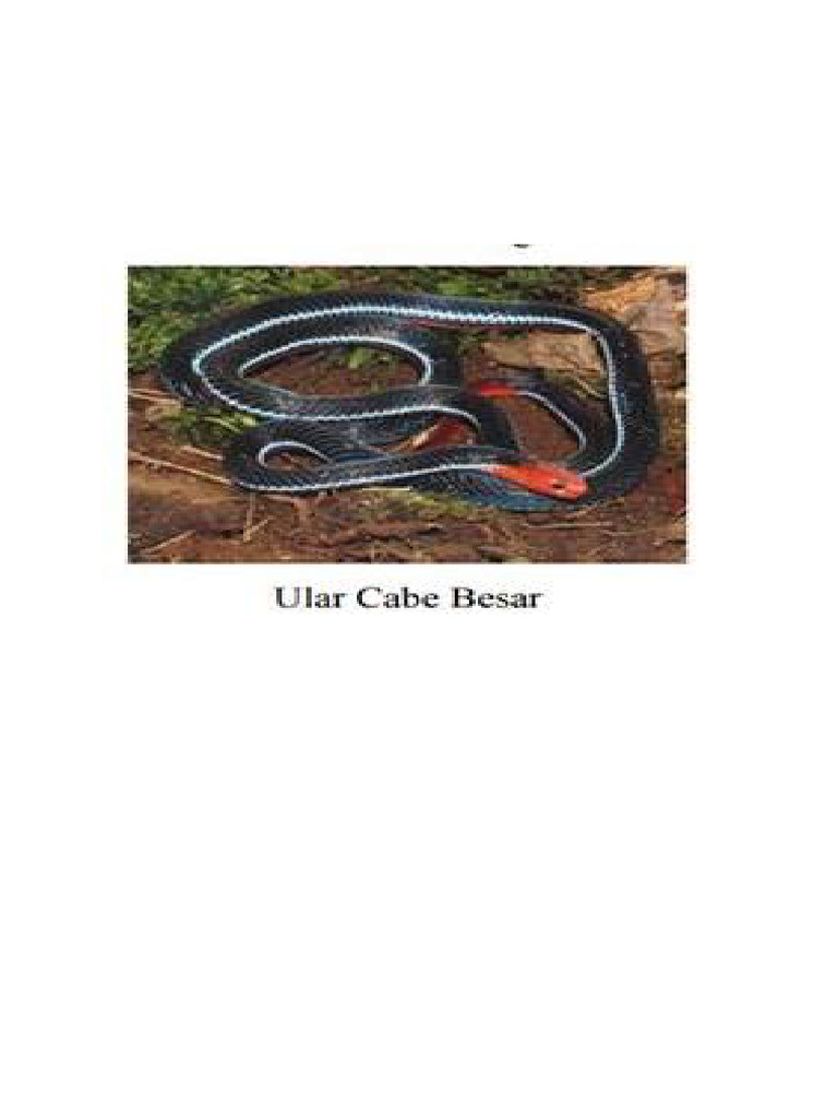 Ular Cabe Besar | PDF