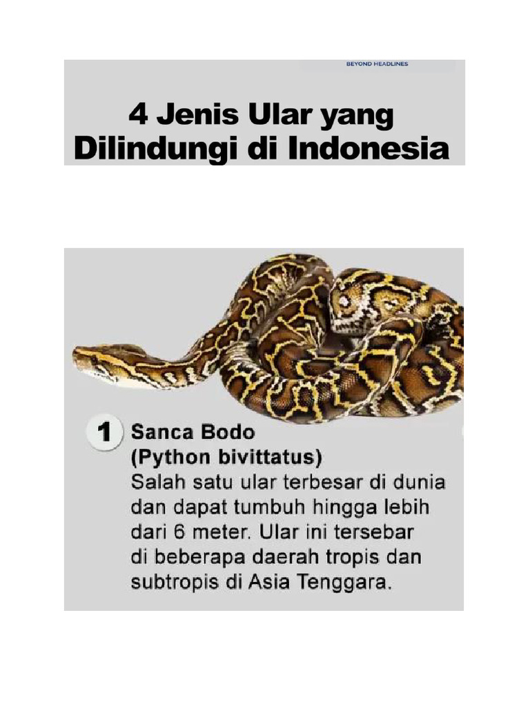 Ular Sanca Bodo | PDF