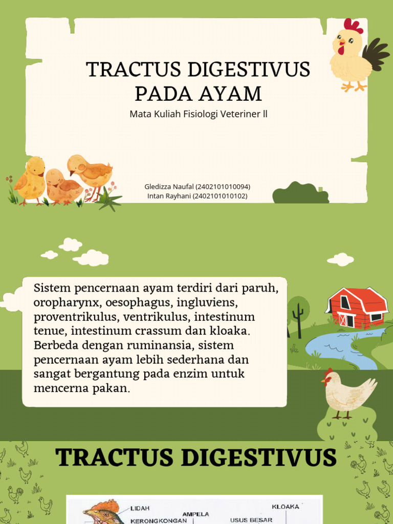 Anatomi dan Fungsi Pencernaan Ayam | PDF