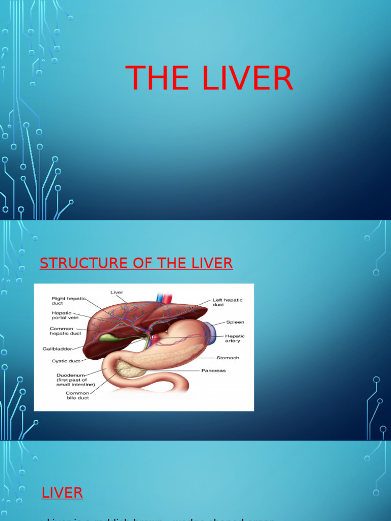 Anatomy and Functions of the Liver | PDF | Liver | Capillary