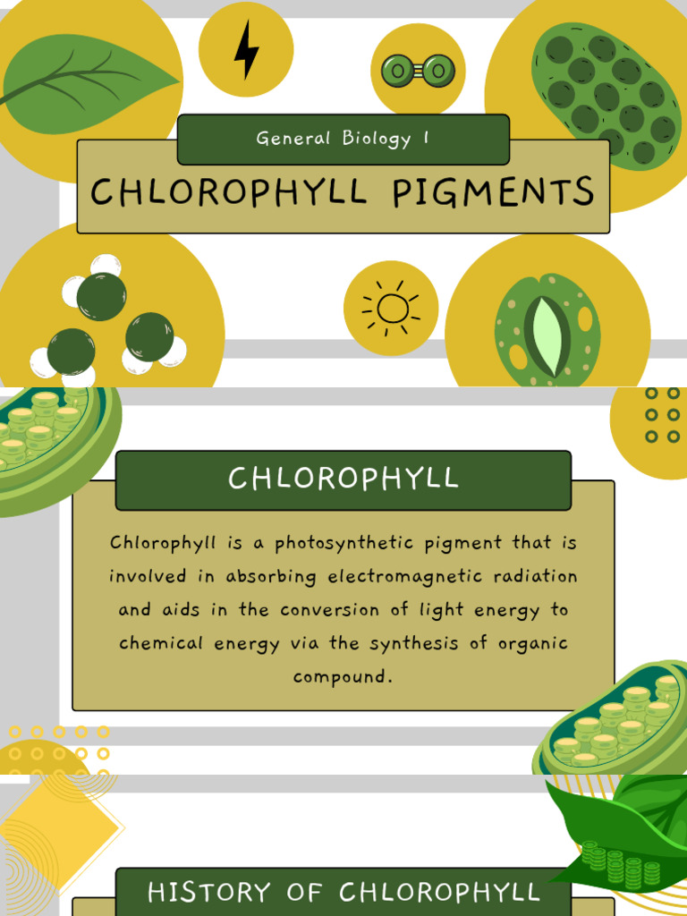 CHLOROPHYLL-PIGMENTS | PDF | Chlorophyll | Photosynthesis