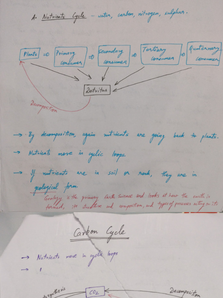 Nutrient Cycle (Full) | PDF | Biology