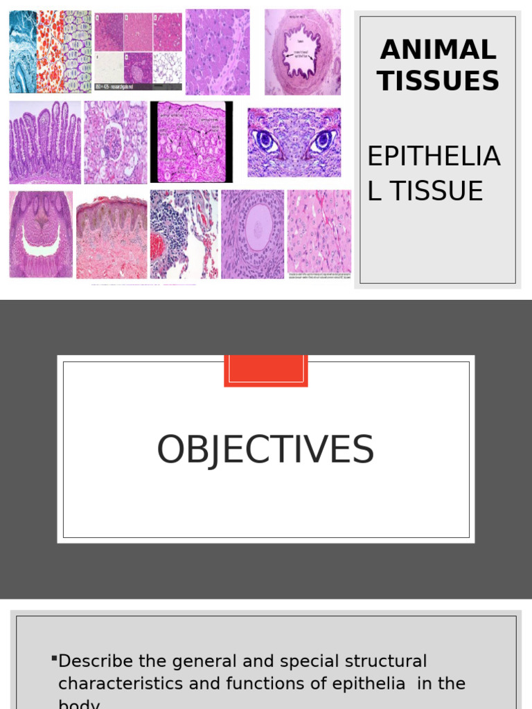 Epithelial Tissue | PDF | Epithelium | Tissue (Biology)