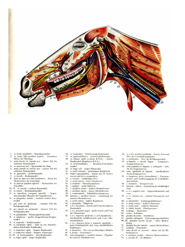 Topogr. Cap Cal 2 | PDF