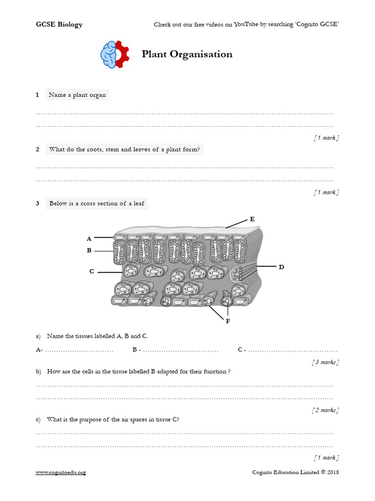 GCSE Biology Plant Organisation Worksheet | PDF | Tissue (Biology ...