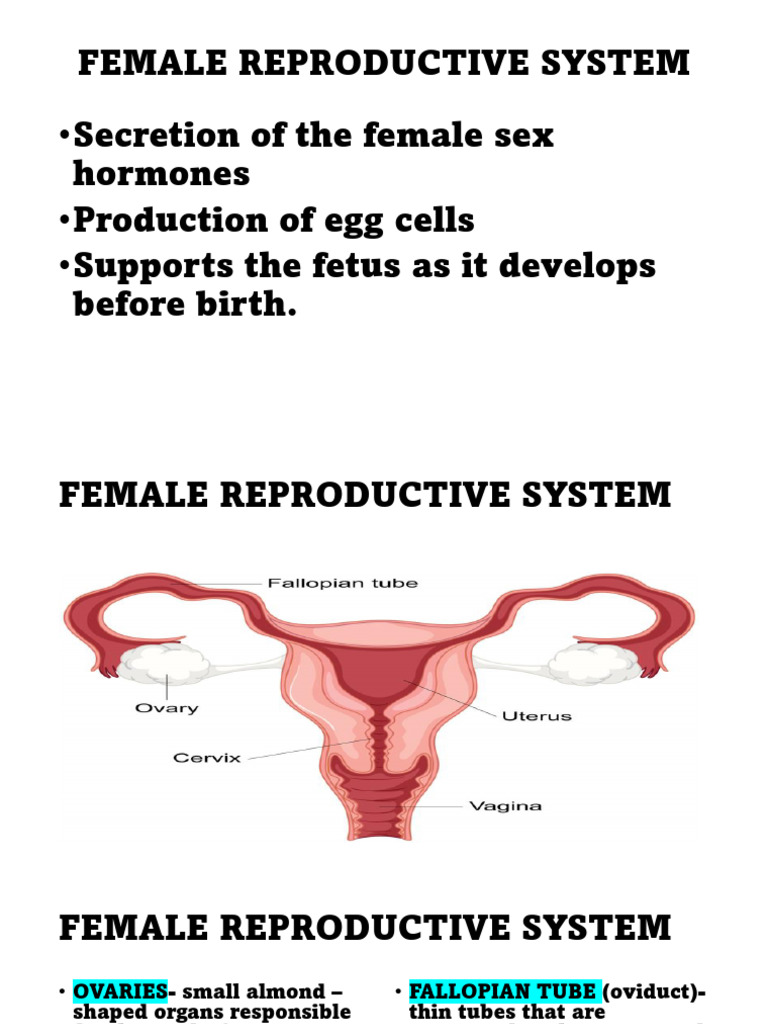 Female Reproductive Sys. | PDF
