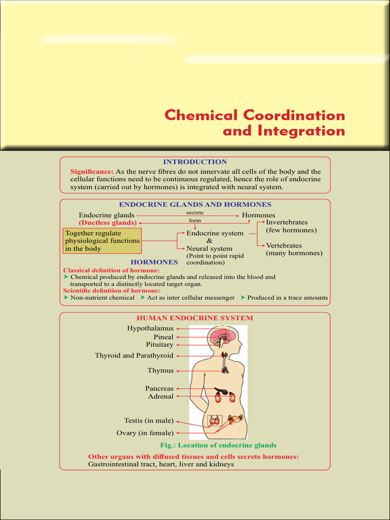 Chemical Coordination and Integration | PDF | Endocrine System ...