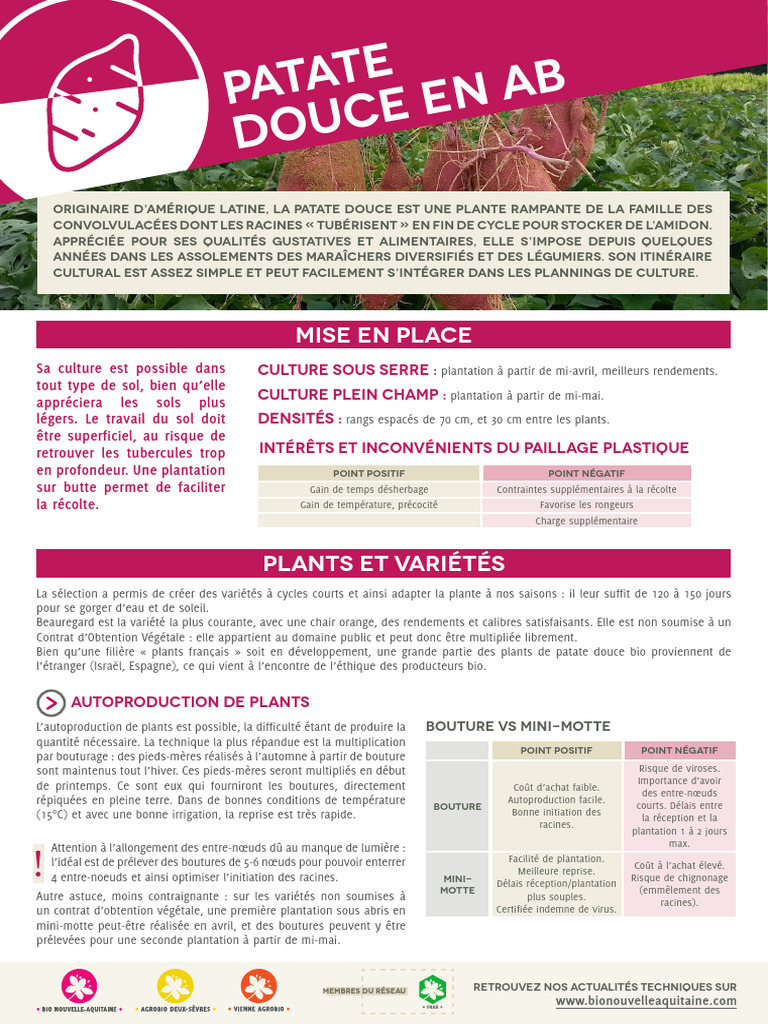 Culture de la Patate Douce Bio en AB | PDF | Pomme de terre | Patate douce