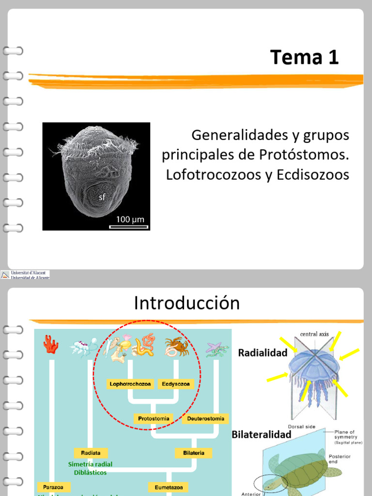 Tema 1 Zoo II Generalidades | PDF | Protostomas
