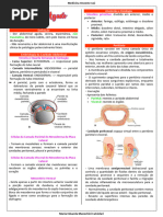 Anatomia da Cavidade Abdominal e Peritônio | PDF | Esôfago | Estômago