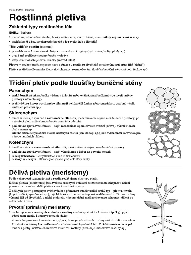 Rostlinná Pletiva | PDF