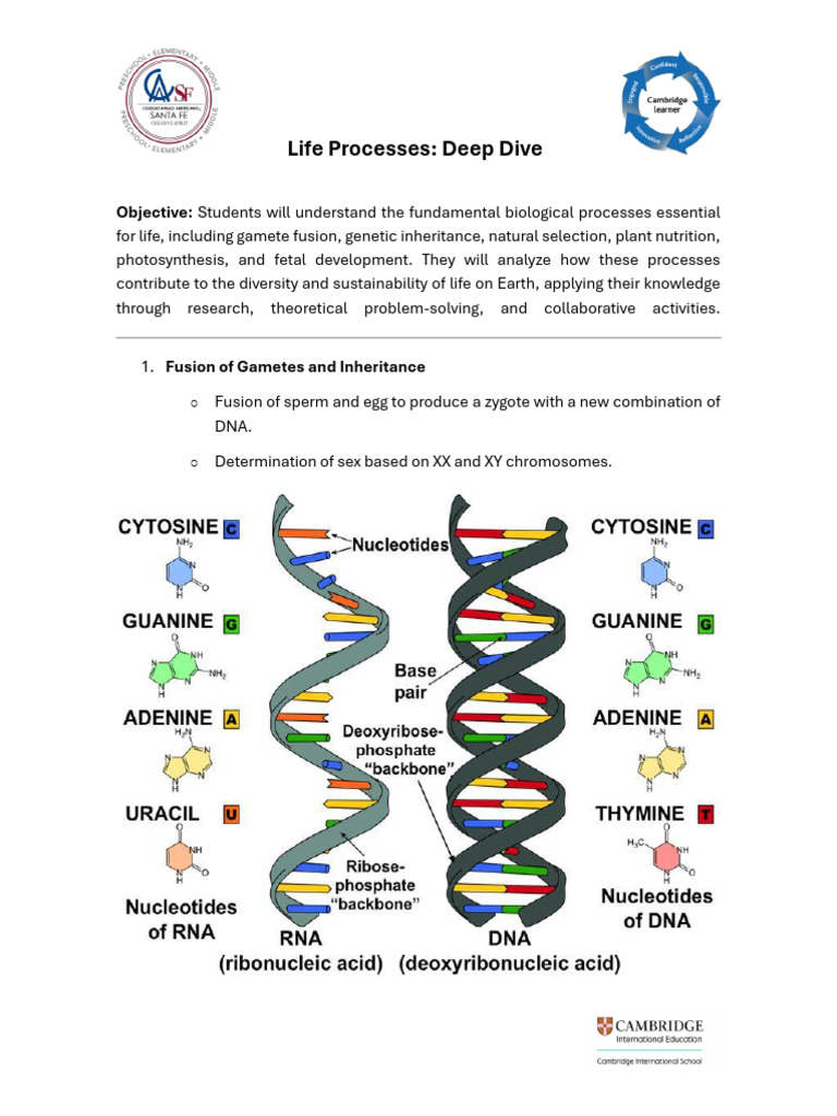 Life Processes: Biology Essentials Guide | PDF | Photosynthesis | Genetics