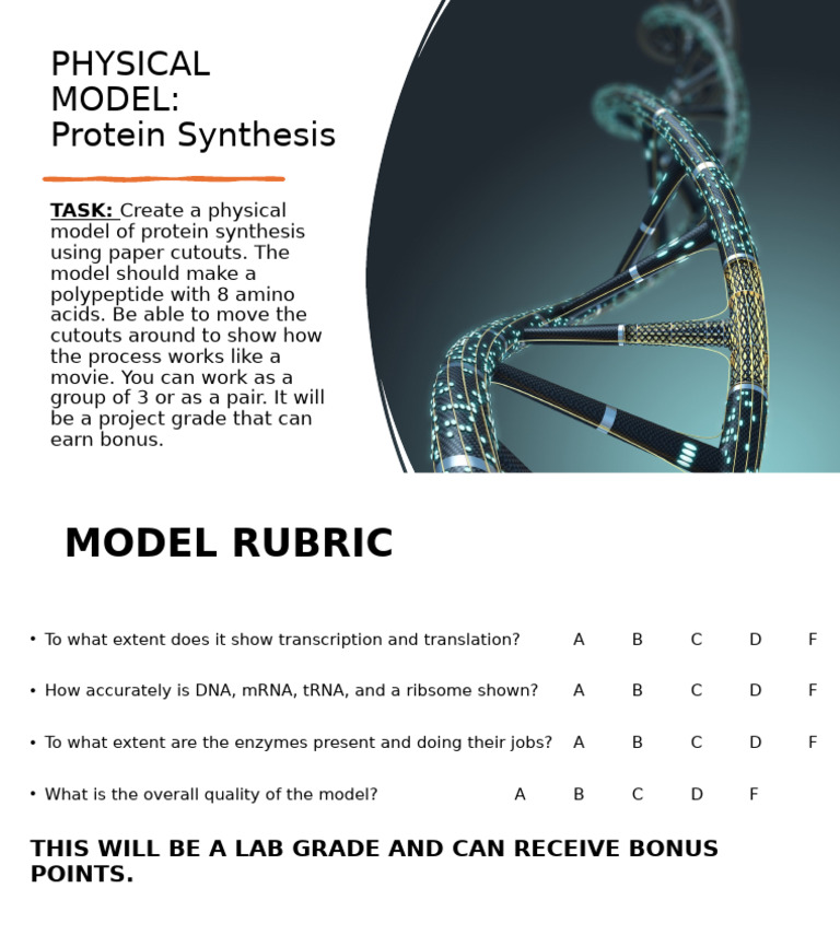 Protein Synthesis Model Project | PDF