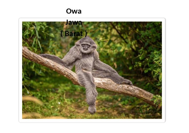Owa Jawa | PDF