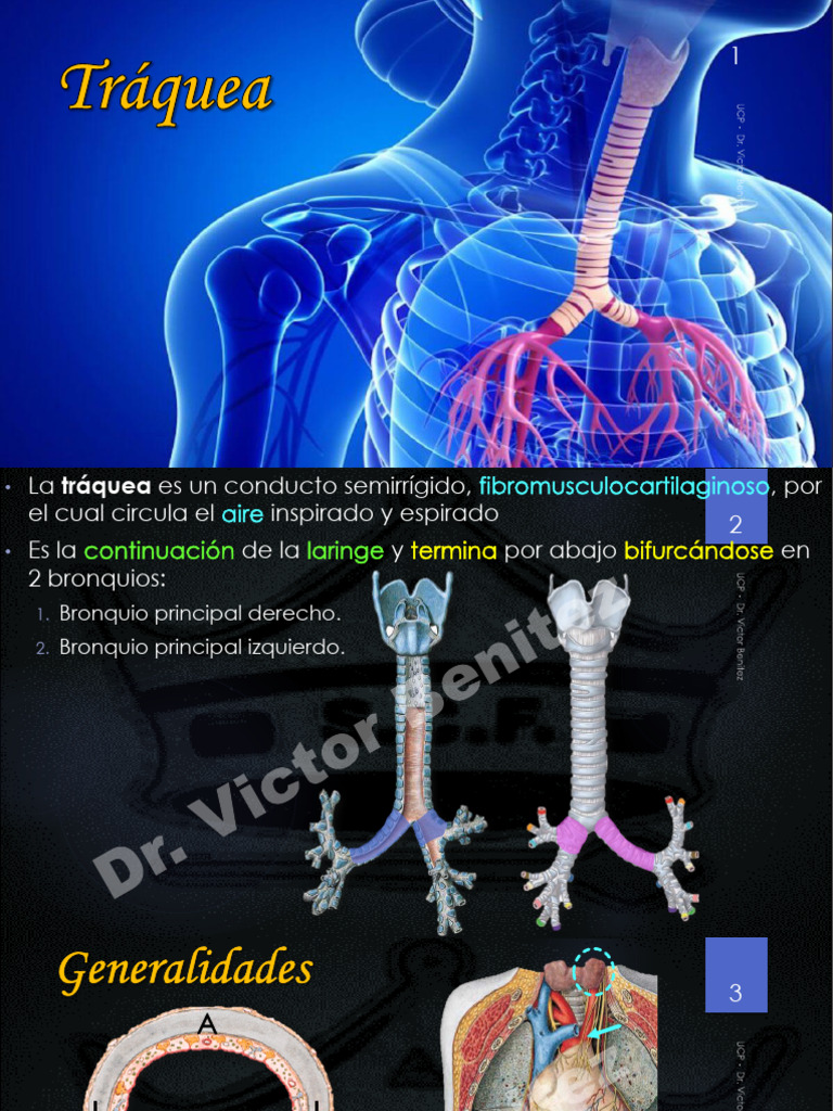 19 Traquea | PDF | Anatomía humana | Tórax (anatomía humana)