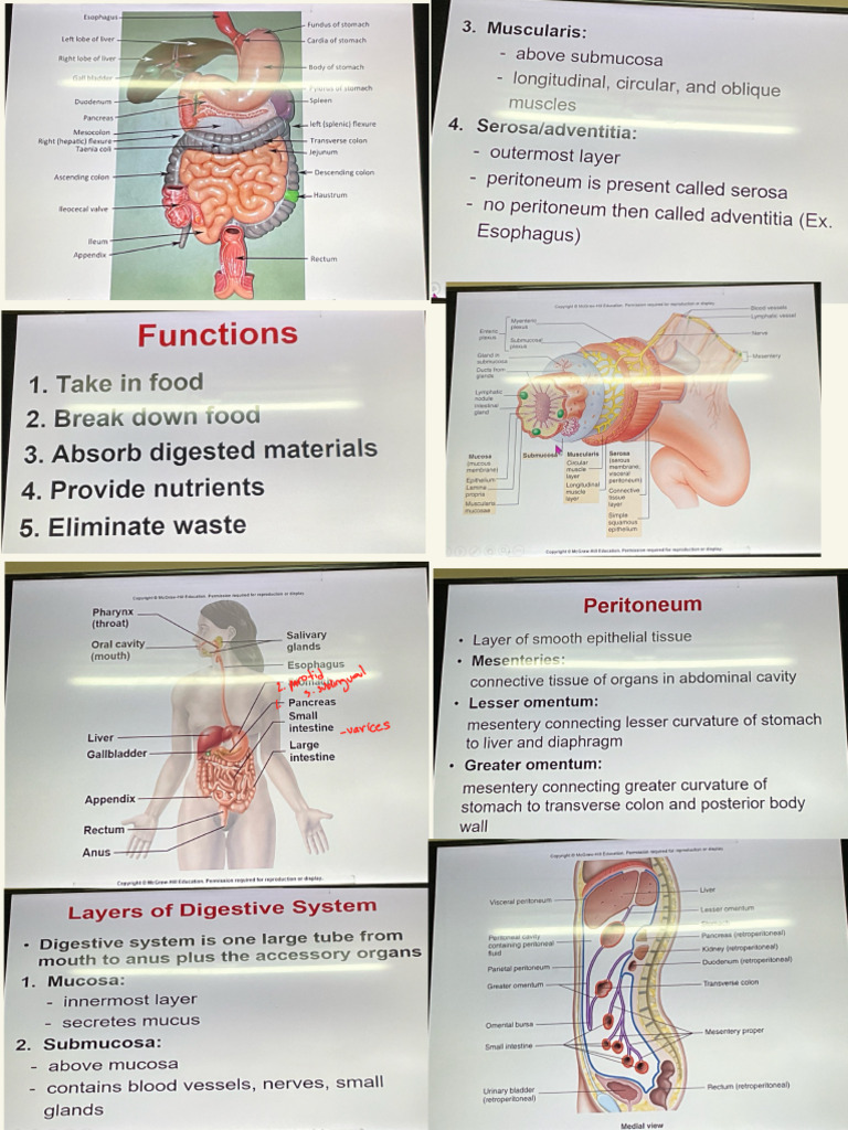Gastrointestinal Finals - Altea | PDF