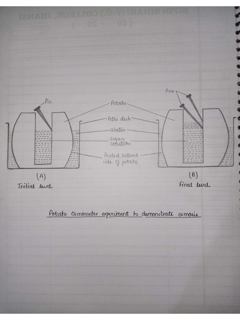 Botany Practical File | PDF