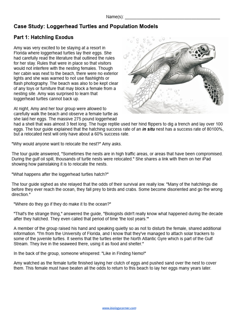 Loggerhead Turtles: Survival Insights | PDF | Turtle | Sea Turtle