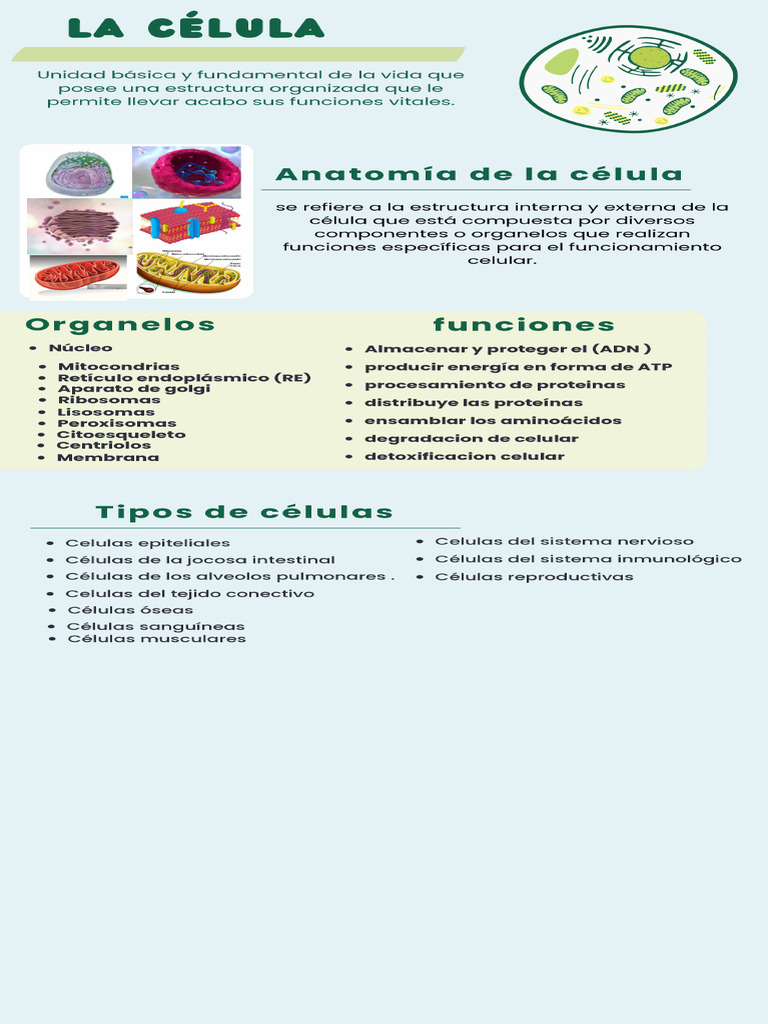 Infografia de La Celula PDF | PDF