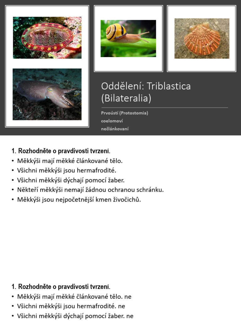 28triblastica Mekkysi Paplži Plži | PDF