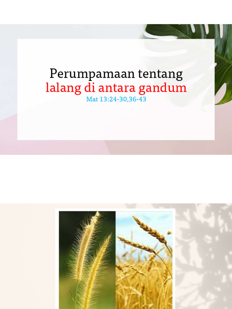 Mat 13 Perumpamaan Lalang Di Antara Gandum | PDF