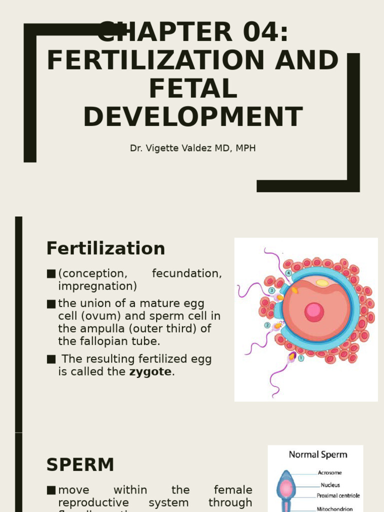 Chapter 4 - Fertilization and Fetal Development | PDF | Placenta | Reproduction