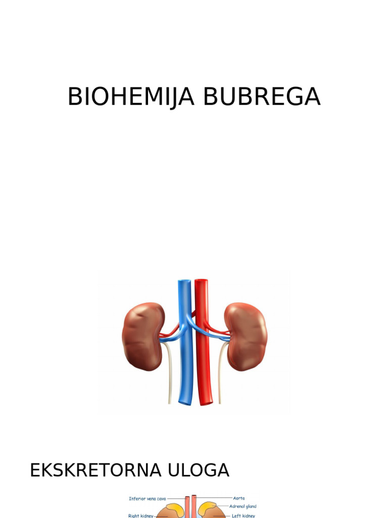 BIOHEMIJA BUBREGA | PDF