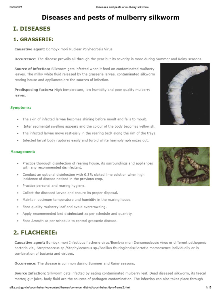 Mulberry Silkworm Diseases and Pests Guide | PDF | Pupa | Infection