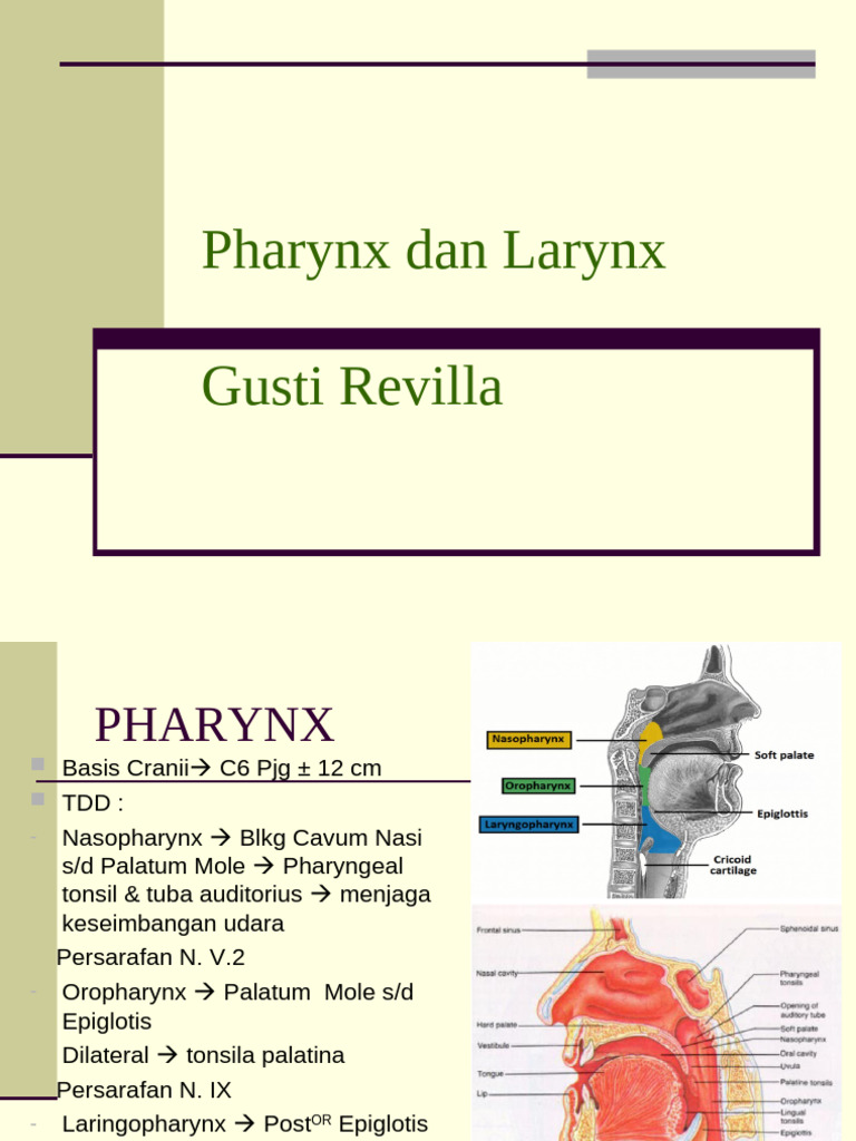 Pharynx & Larynx | PDF